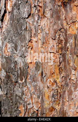 Close-up of the bark of a large tree in the forest. tree bark ...