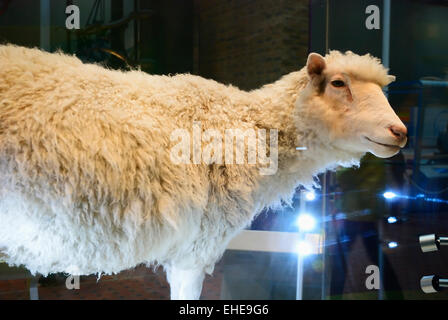 Edinburgh: National Museum of Scotland, dolly the cloned sheep Stock ...