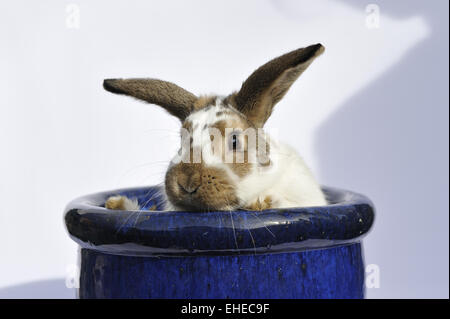 rabbit in a blue flower pot Stock Photo - Alamy