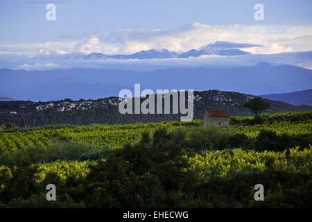 France, Pyrenees Orientales, view of the Verdouble (river) valley from ...