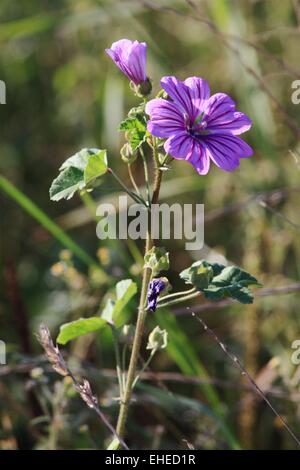 Common mallow plant herbal tea ( Malva sylvestris Stock Photo - Alamy