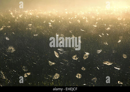 France, Ille-et-Vilaine, Vitr?, stage on the way to Santiago de ...