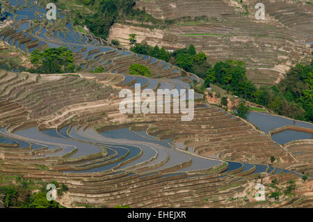 Bada Rice Terraces Stock Photo - Alamy