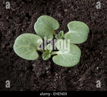First spring sprouts of plant growing on background of dry grass, top ...