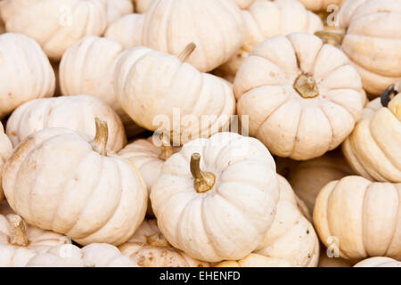 Baby Boo gourd Stock Photo - Alamy