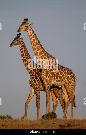 Two male giraffes necking and fighting for dominance over a herd of ...