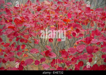 red tree leaves textured in autumn in the nature Stock Photo - Alamy