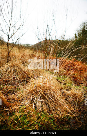 A tipi at Tipi Valley an eco community near Talley in Wales Stock Photo ...