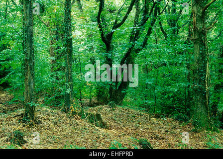 Bigsweir Wood Gloucestershire Wye Valley UK Stock Photo - Alamy