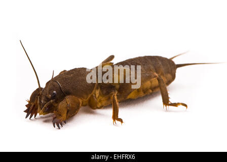 Mole cricket isolated on a white background, mole insect, close-up ...