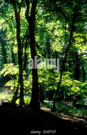 Bigsweir Wood Gloucestershire Wye Valley UK Stock Photo - Alamy