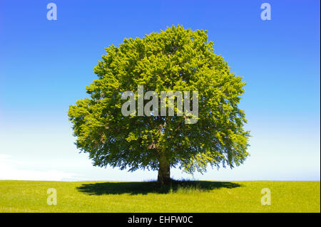 single big old beech tree at spring Stock Photo - Alamy