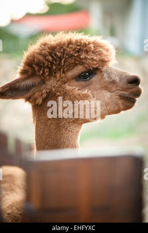 Alpaca behind a fence Stock Photo - Alamy