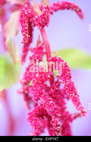 Beautiful Red and Purple Drooping Flowers of a Fuchsia Bush Upright ...