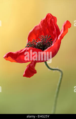 A single orange poppy Papaver rhoeas flower with a dark purple center ...