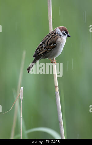 Tree Sparrow in the rain, Tree Sparrow Stock Photo - Alamy