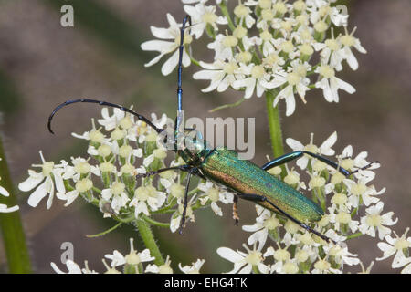 Musk beetle (Aromia moschata) Insecta Stock Photo - Alamy