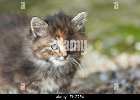 Wild cat kitten Normandy France Europe cute sweet Stock Photo - Alamy