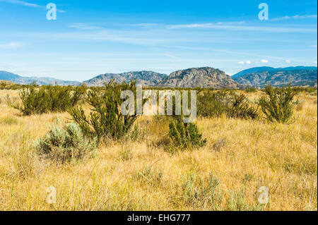 Antelope brush landscape at Osoyoos Desert Centre, Osoyoos, British ...