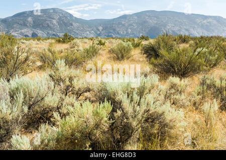 Sagebrush and antelope brush landscape at Osoyoos Desert Centre ...