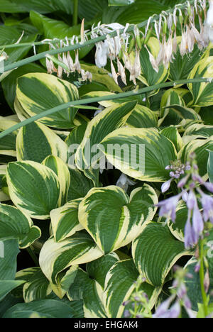 HOSTA YELLOW SPLASH Stock Photo - Alamy