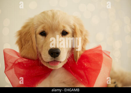 Golden Retriever Puppy with Red Bow Stock Photo - Alamy