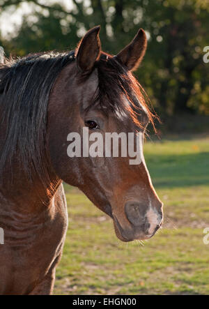 Closeup of a beautiful brown horse outdoors surrounded by green nature ...