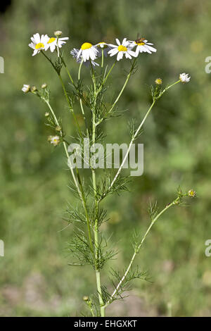 Matricaria recutita. German Chamomile flowers Stock Photo - Alamy