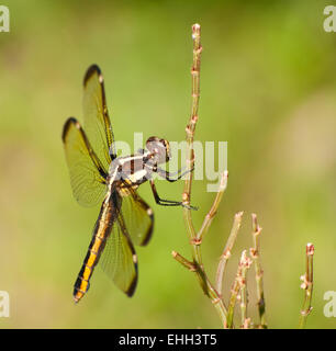 Spangled Skimmer dragonfly (Libellula cyanea) female perched near ...