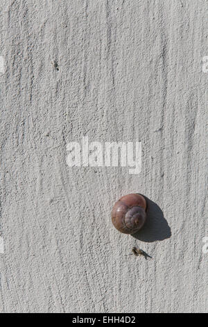 Vertical photo of plaster on the wall Stock Photo - Alamy