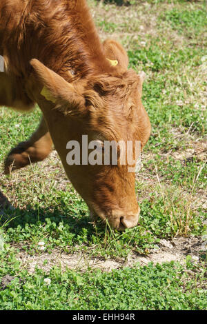 Korean Native Cattle called 'Hanwoo' in a field Stock Photo - Alamy
