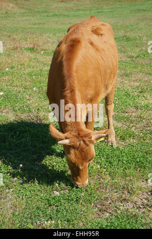 Korean Native Cattle called 'Hanwoo' in a field Stock Photo - Alamy