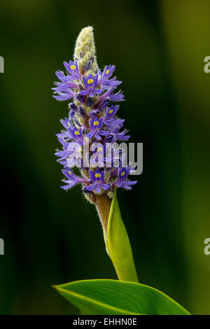 pretty blue flowers of a pickerelweed plant (Pontederia cordata ...