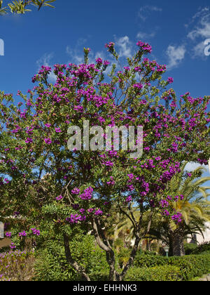 Polygala myrtifolia Polygala myrtifolia Stock Photo - Alamy