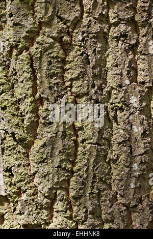 Turkey oak (Quercus cerris), bark Stock Photo - Alamy