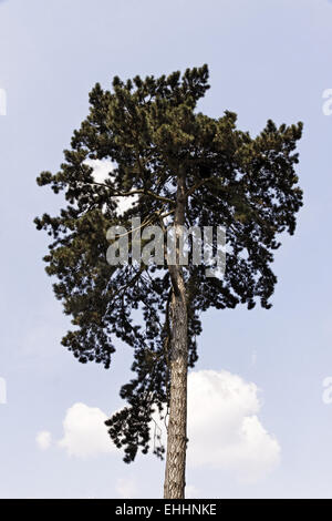Pinus nigra, European Black Pine, Narrow, Tree, Garden Pinus nigra ...
