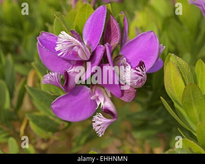 September Bush (Polygala myrtifolia) close-up of flowers growing in ...