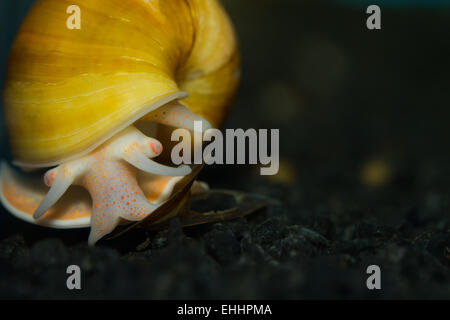 Yellow Apple Snail Stock Photo - Alamy