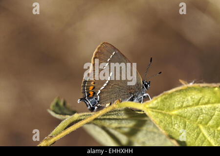 blue-spot hairstreak (Strymonidia spini, Satyrium spini), sucking ...