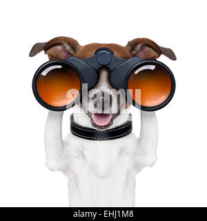 dog with magnifying glass and searching Stock Photo - Alamy