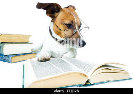 Jack Russel terrier and letter with text LOVE YOU on pouf against blue ...