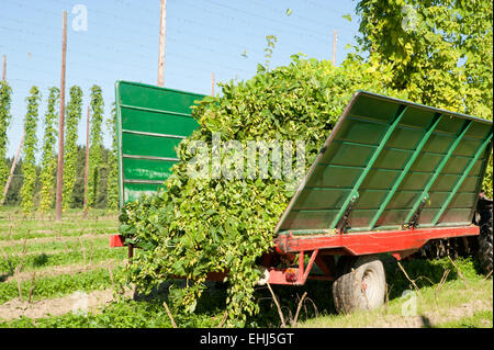 Truck being loaded with Hops at harvest time Stock Photo - Alamy