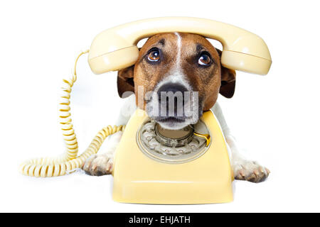 Funny animal call center operator, chipmunk with phone headset on white ...