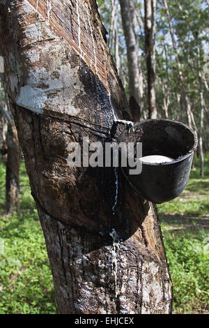 juice of rubber trees to collect for the production of rubber Stock ...