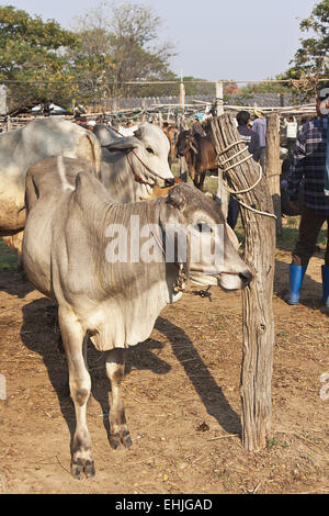 Domestic cattle, brahma cattle (Bos indicus) bull, with a man holding ...