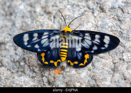 Four o-clock moth (Dysphania fenestrata) on white background, Cairns ...