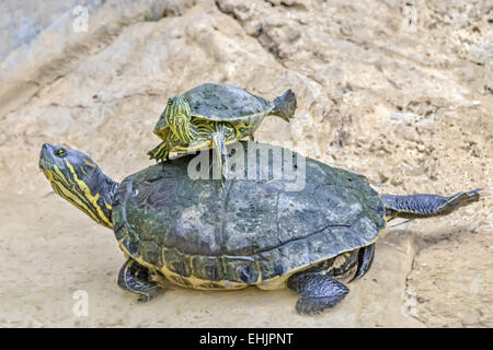 Terrapins (Trachemys scripta) Yucatan Mexico Stock Photo - Alamy