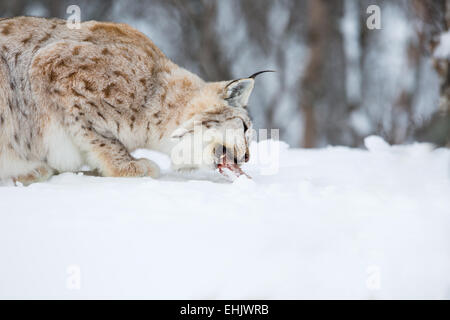 Lynx with foot in the mouth. February, Norway Stock Photo - Alamy