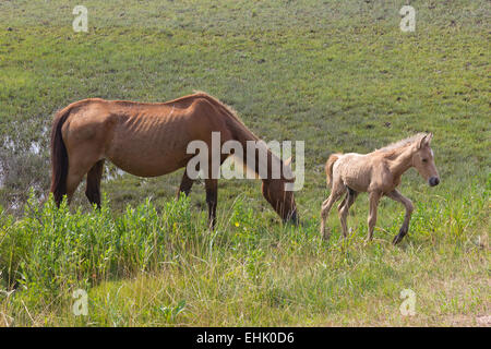 Wild Horse Mare and Newborn Foal in Spring in the Utah Desert Stock ...