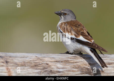 White-winged Snowfinch - Schneesperling - Montifringilla nivalis ssp ...